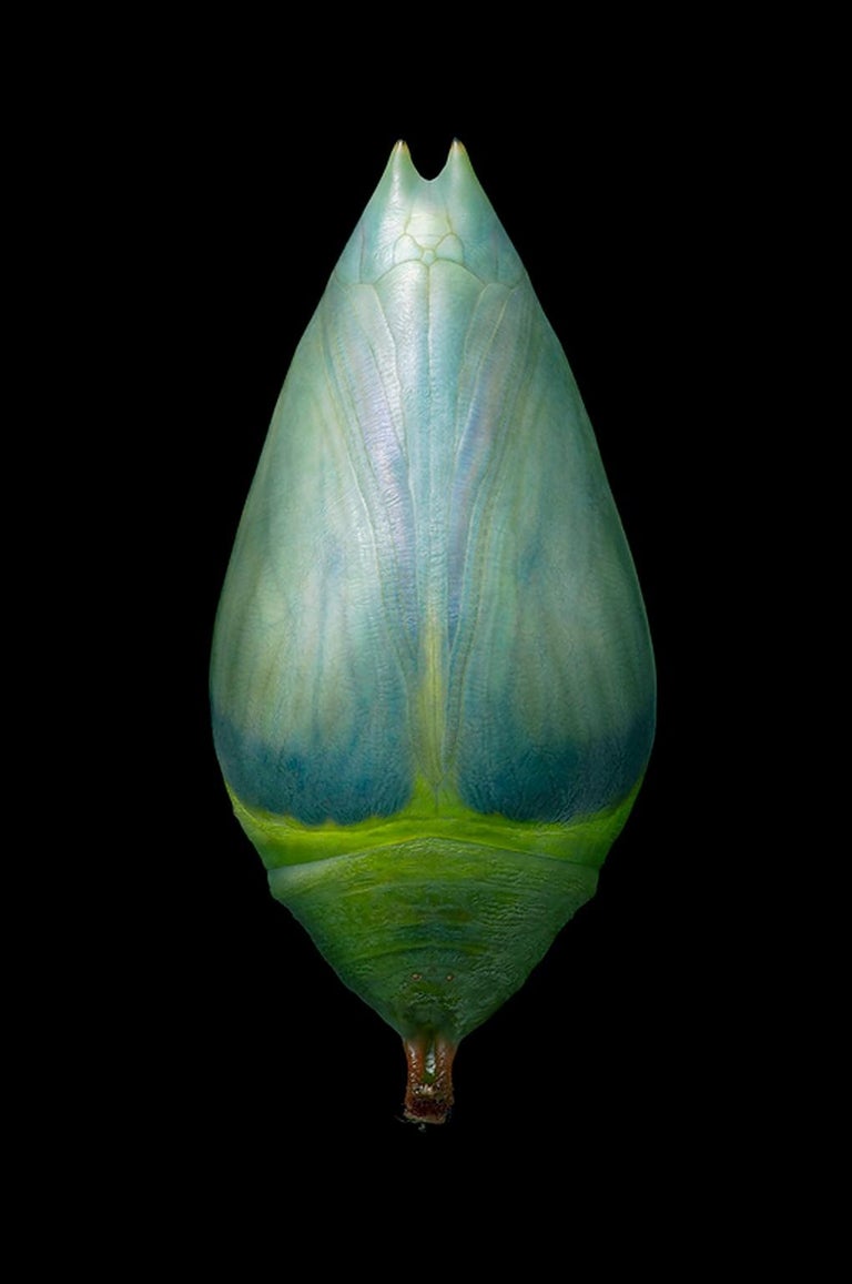 Tim Flach - Clipper - Contemporary British Photography, Butterflies ...
