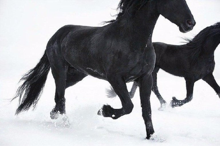 Tim Flach - Friesians - Tim Flach, Animal Photography, Contemporary ...