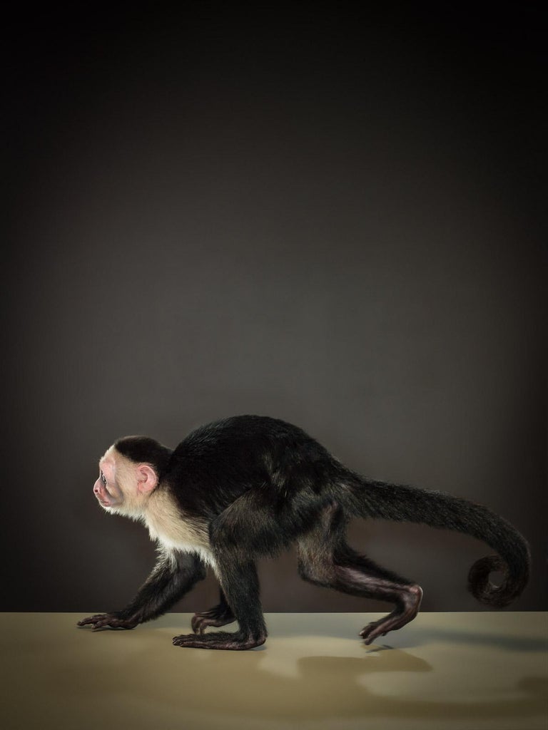 Tim Platt - Capuchin 3 , Signed limited edition animal fine art print ...