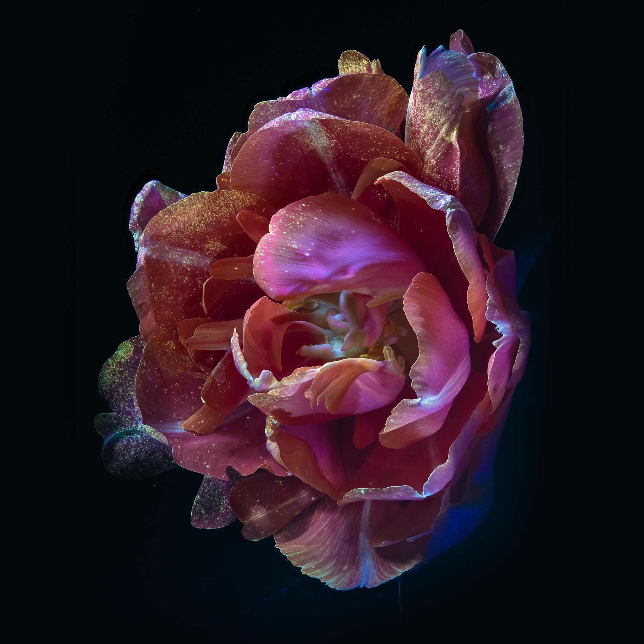 Tom Blachford - Fluorescent Bright UV Wild Flower Limited Edition Print Series For Sale at 1stDibs