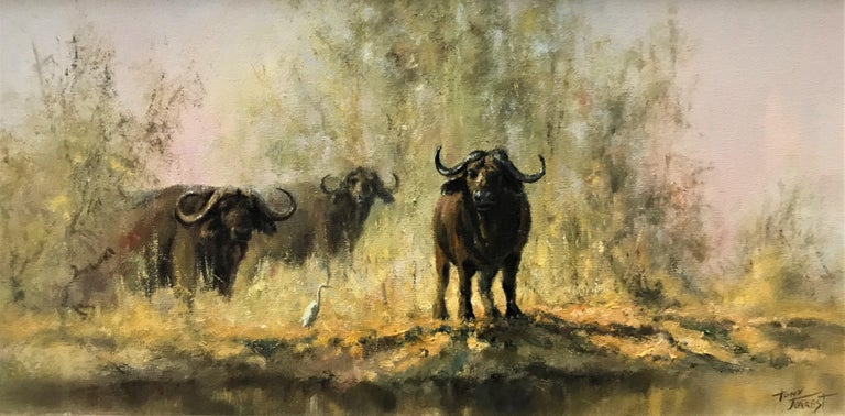 Tony Forrest - Cape Buffalo in Savannah, original oil on canvas ...
