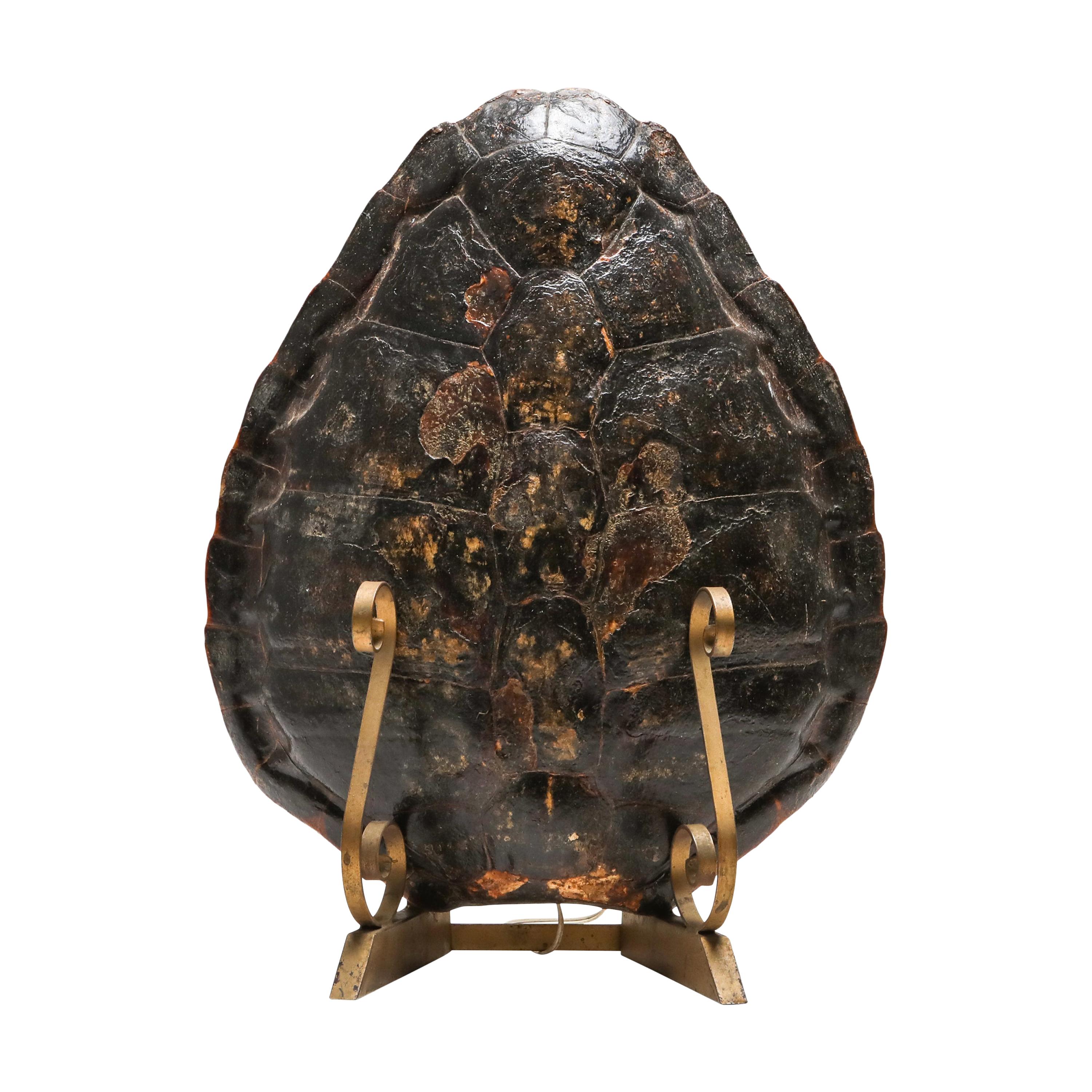 Tortoise Lamp on Gilt Mount, 1940s at 1stDibs