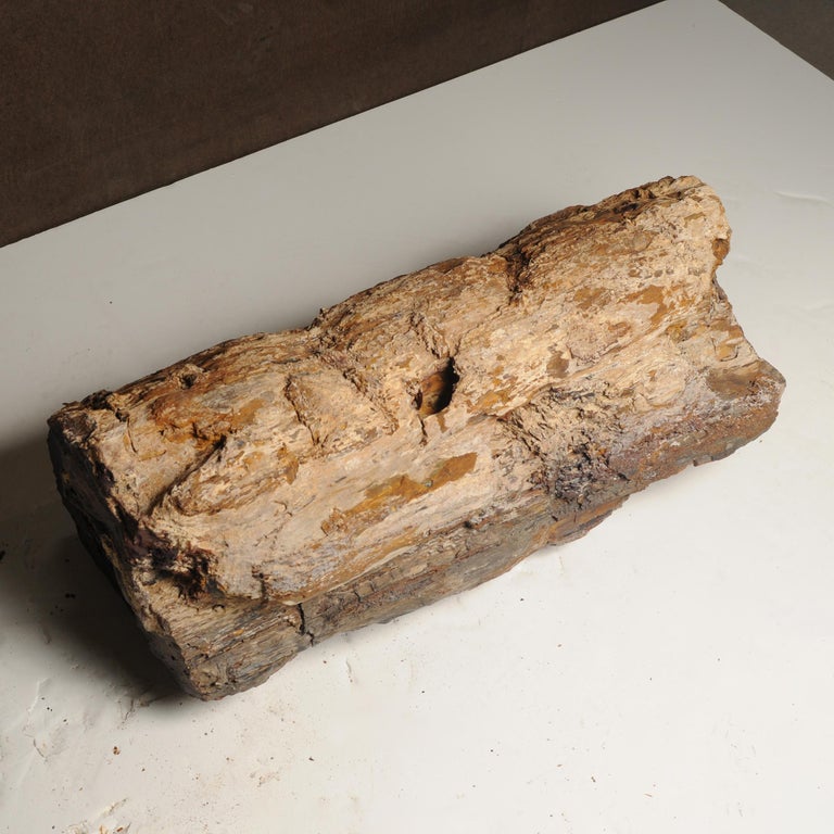 "Tree Jade" Petrified Wood Specimen For Sale at 1stDibs