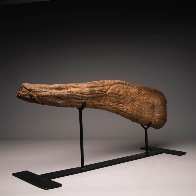 Triceratops Horn For Sale at 1stDibs | triceratops horn for sale