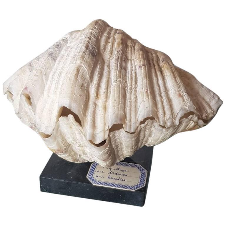 Tridacna Giga Double Shell on Black Marble Base at 1stDibs