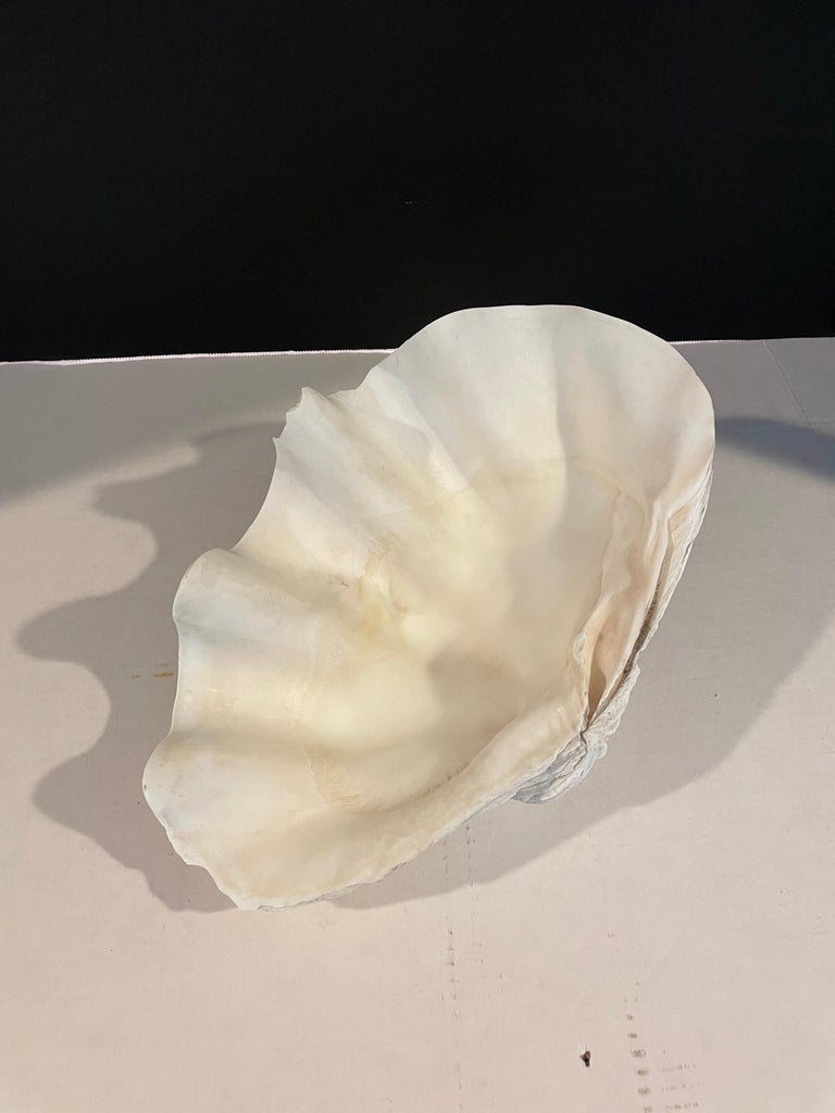 Tridacna Gigas Clam Shell at 1stDibs | tridacna shell