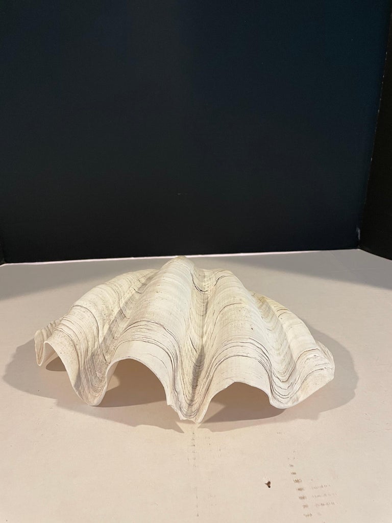 Tridacna Gigas Clam Shell at 1stDibs | tridacna shell