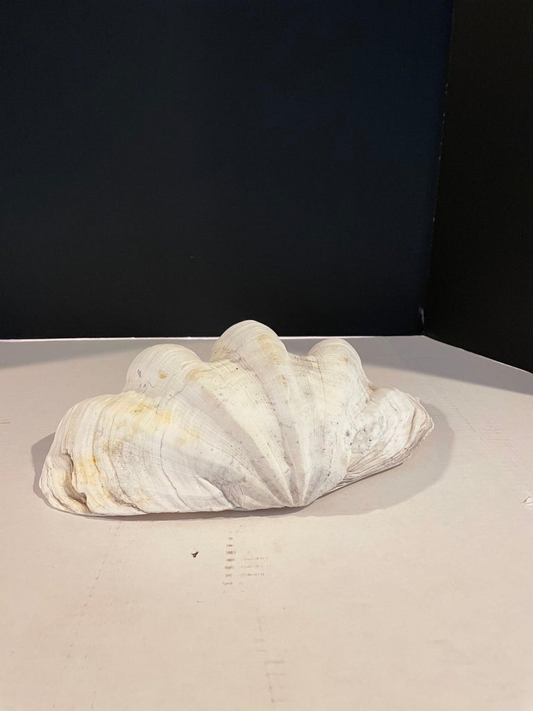 Tridacna Gigas Clam Shell at 1stDibs | tridacna shell
