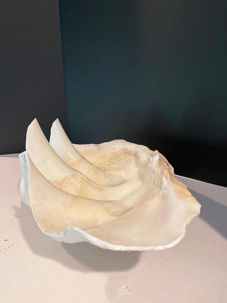 Tridacna Gigi’s Clam Shell at 1stDibs