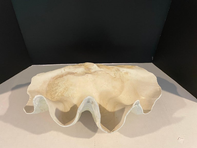Tridacna Gigi’s Clam Shell at 1stDibs