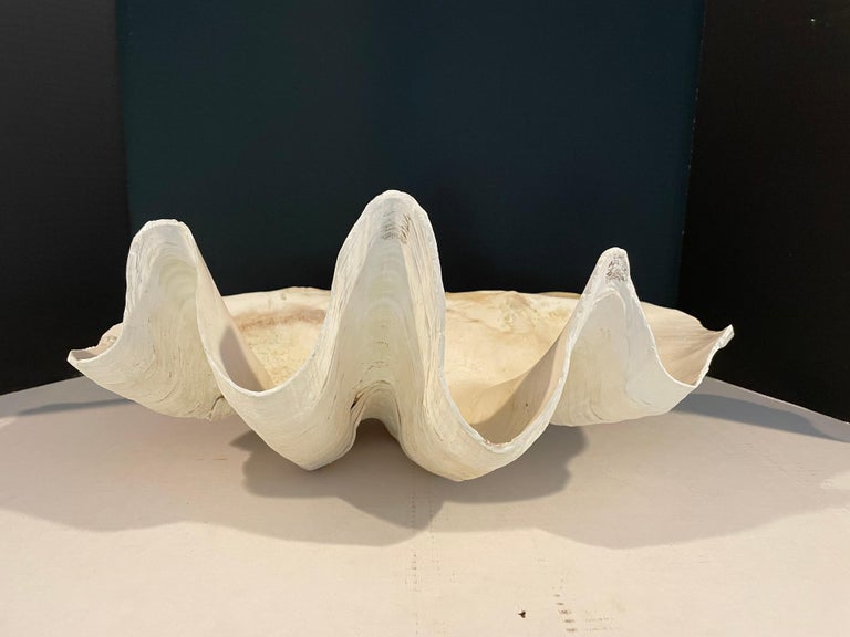 Tridacna Gigi’s Clam Shell at 1stDibs