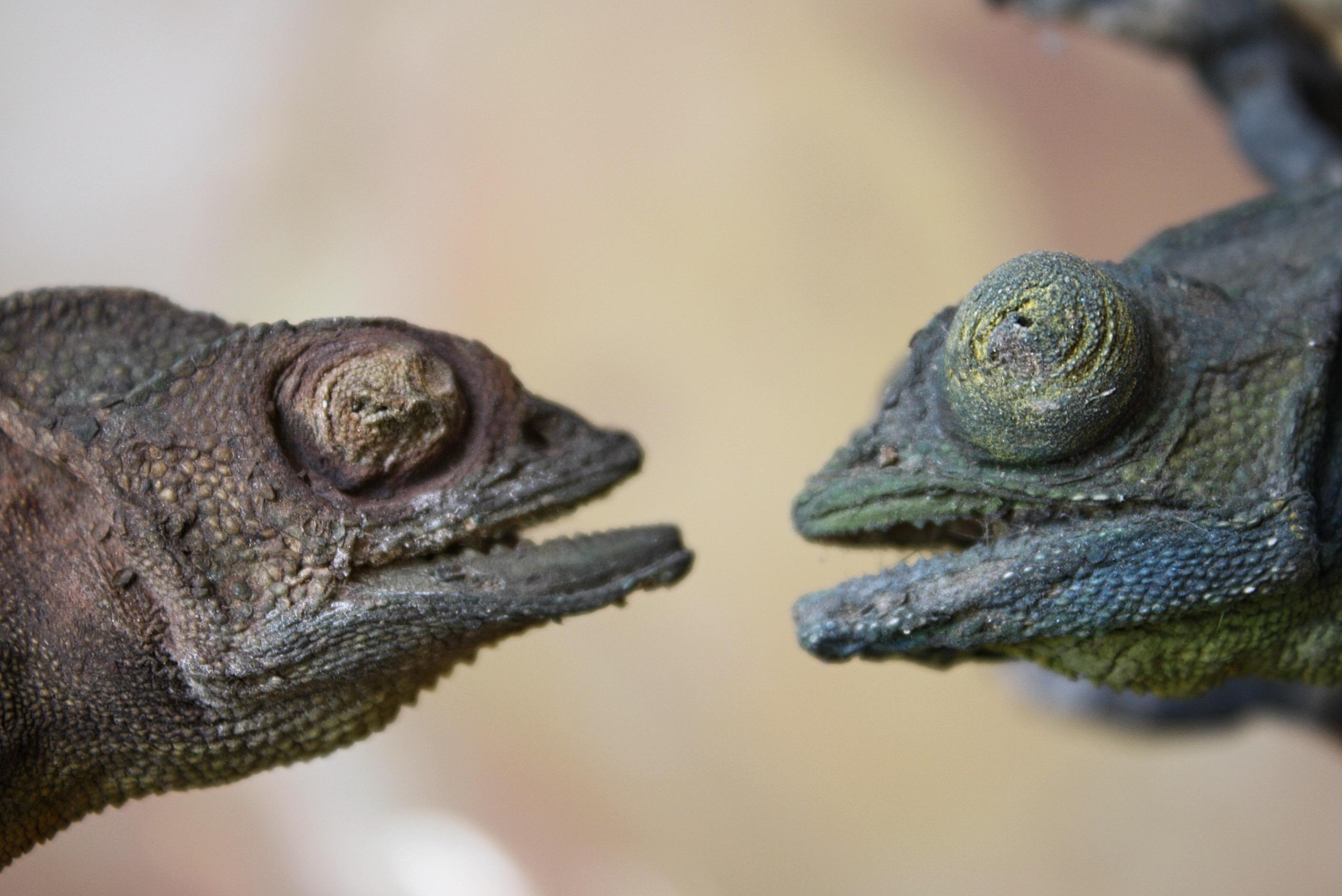 Trio of 19th Century Taxidermy Chameleon Lizards Under Glass Dome at ...