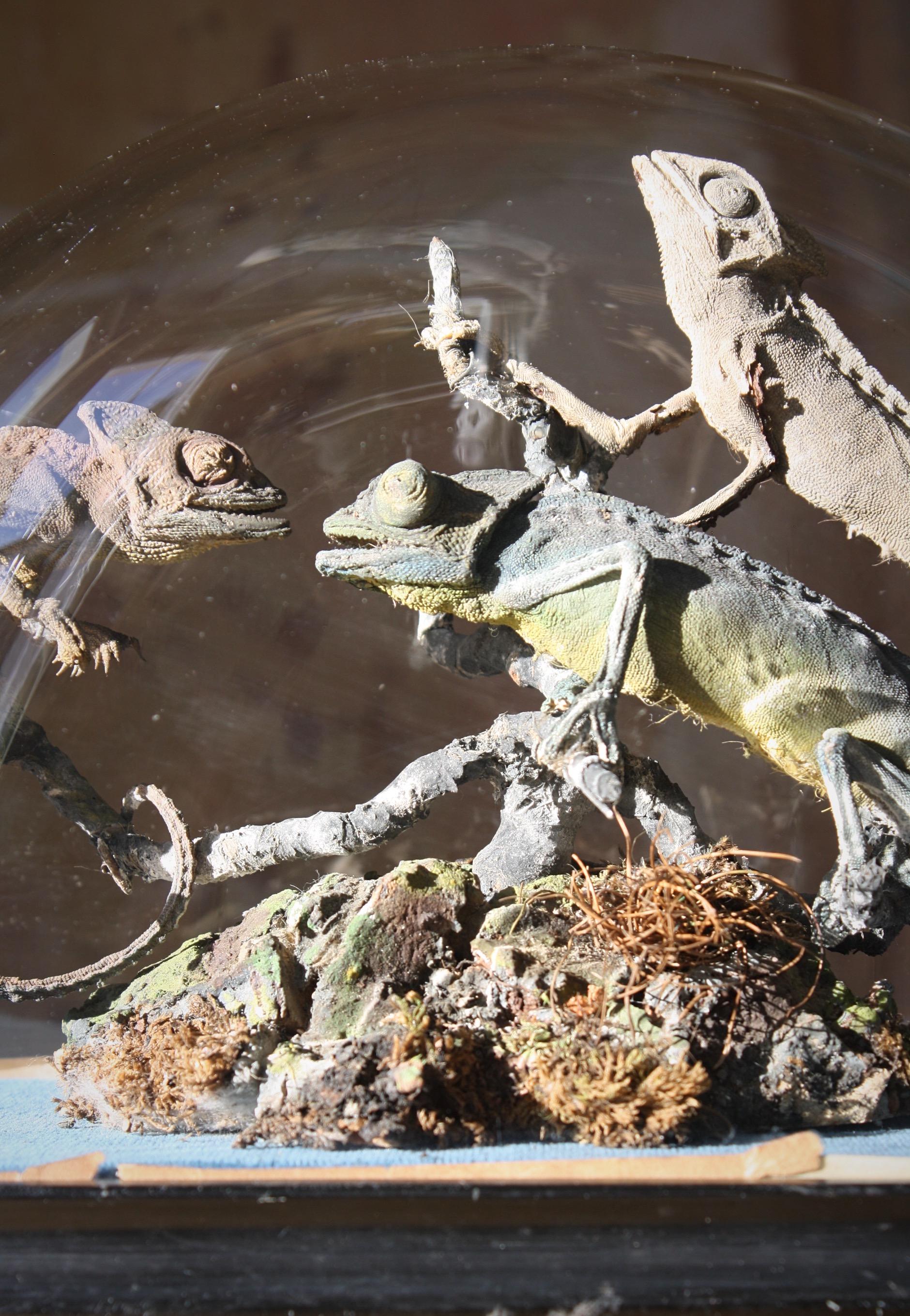 Trio of 19th Century Taxidermy Chameleon Lizards Under Glass Dome at ...