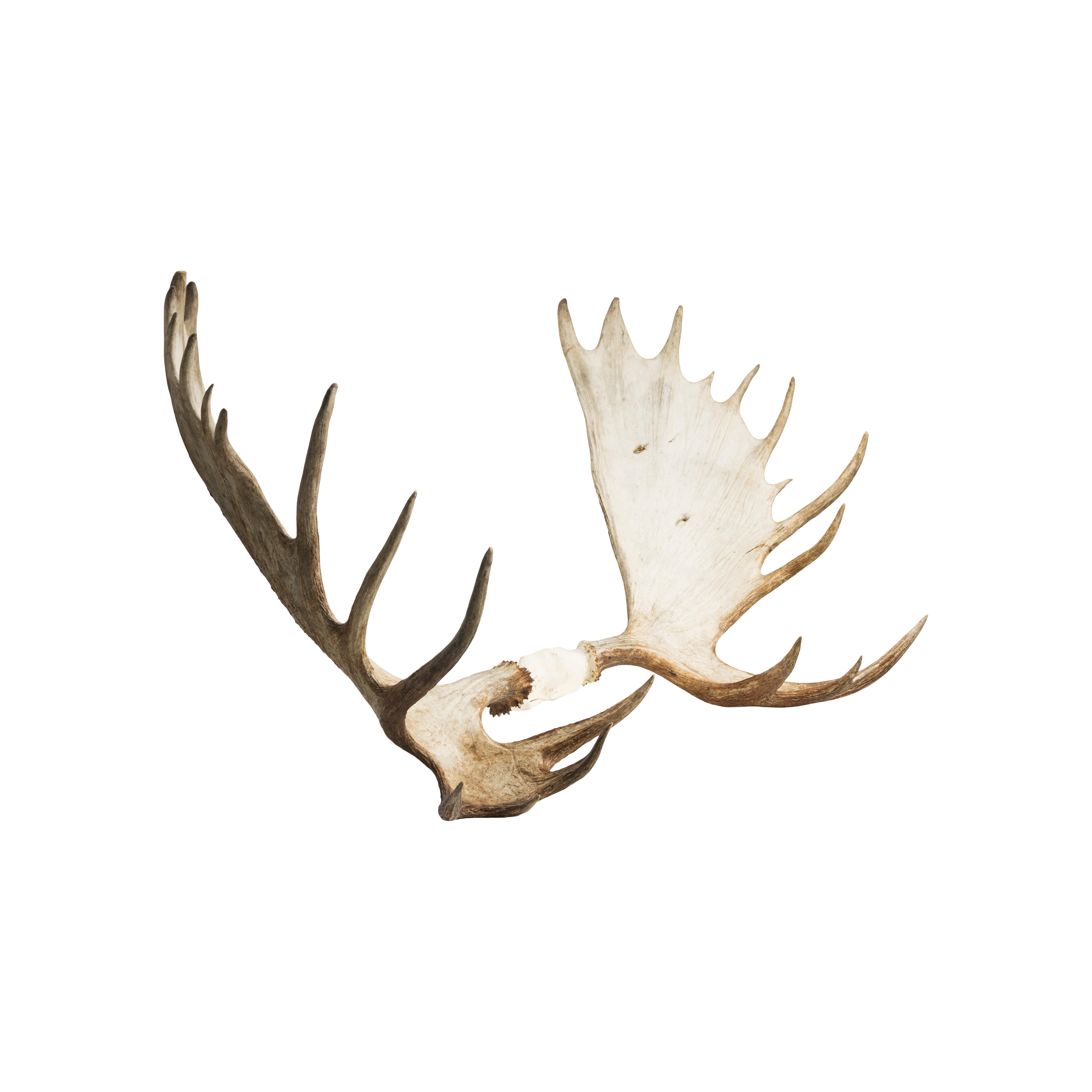Trophy Moose Rack at 1stDibs