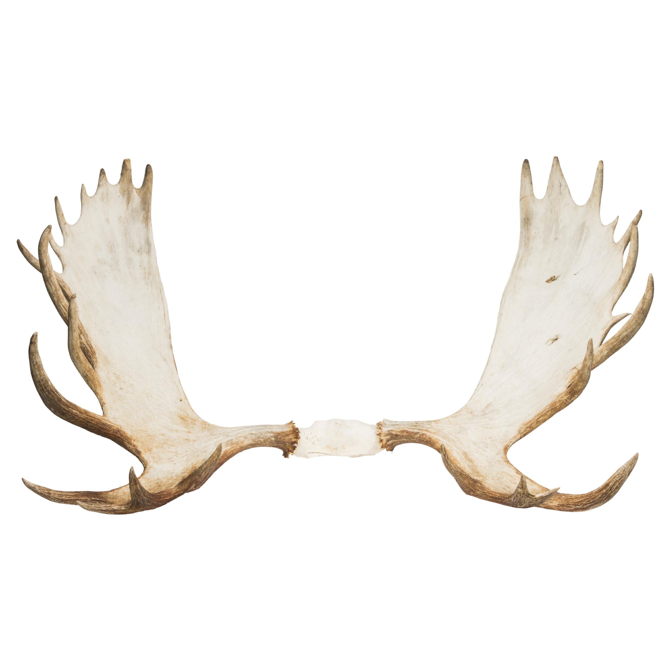 Trophy Moose Rack at 1stDibs