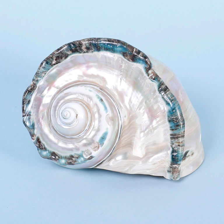 Turbo Marmoratus Seashell Specimen at 1stDibs