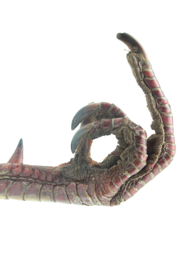 Turkey Foot Giving the Finger at 1stDibs