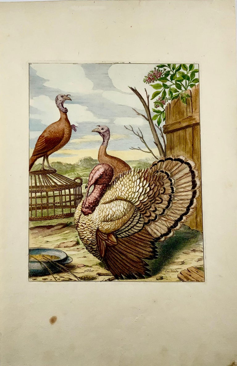 1673 Turkey, Poultry, Nicolas Robert, Folio Etching in Hand Color For ...