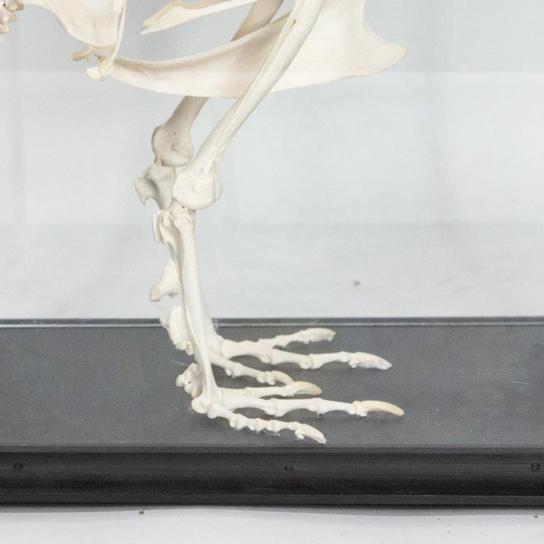 Turkey Skeleton in Glass Case at 1stDibs