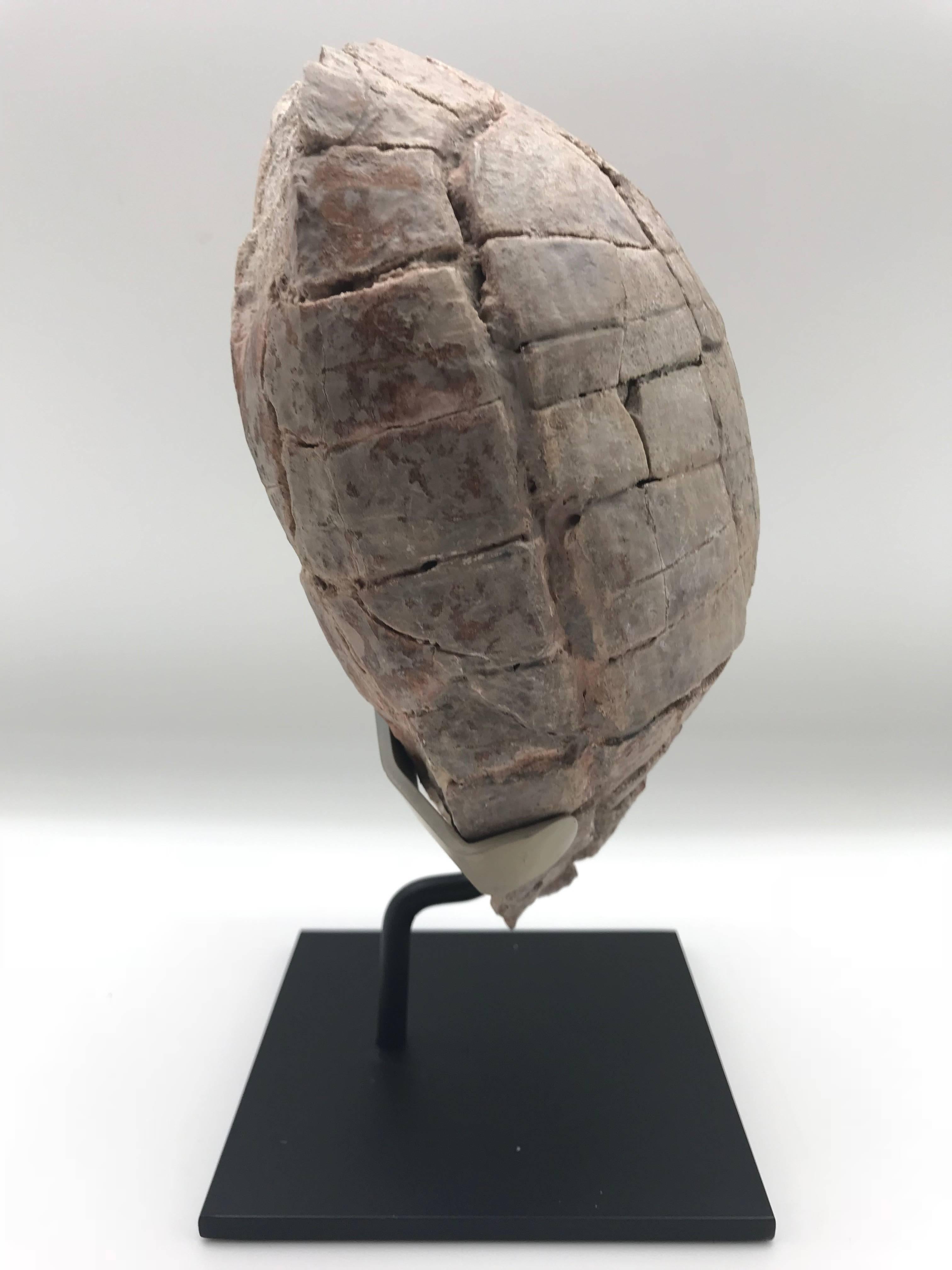 Turtle Fossil Stylemys Species from the Oligocene Era, Discovered in ...