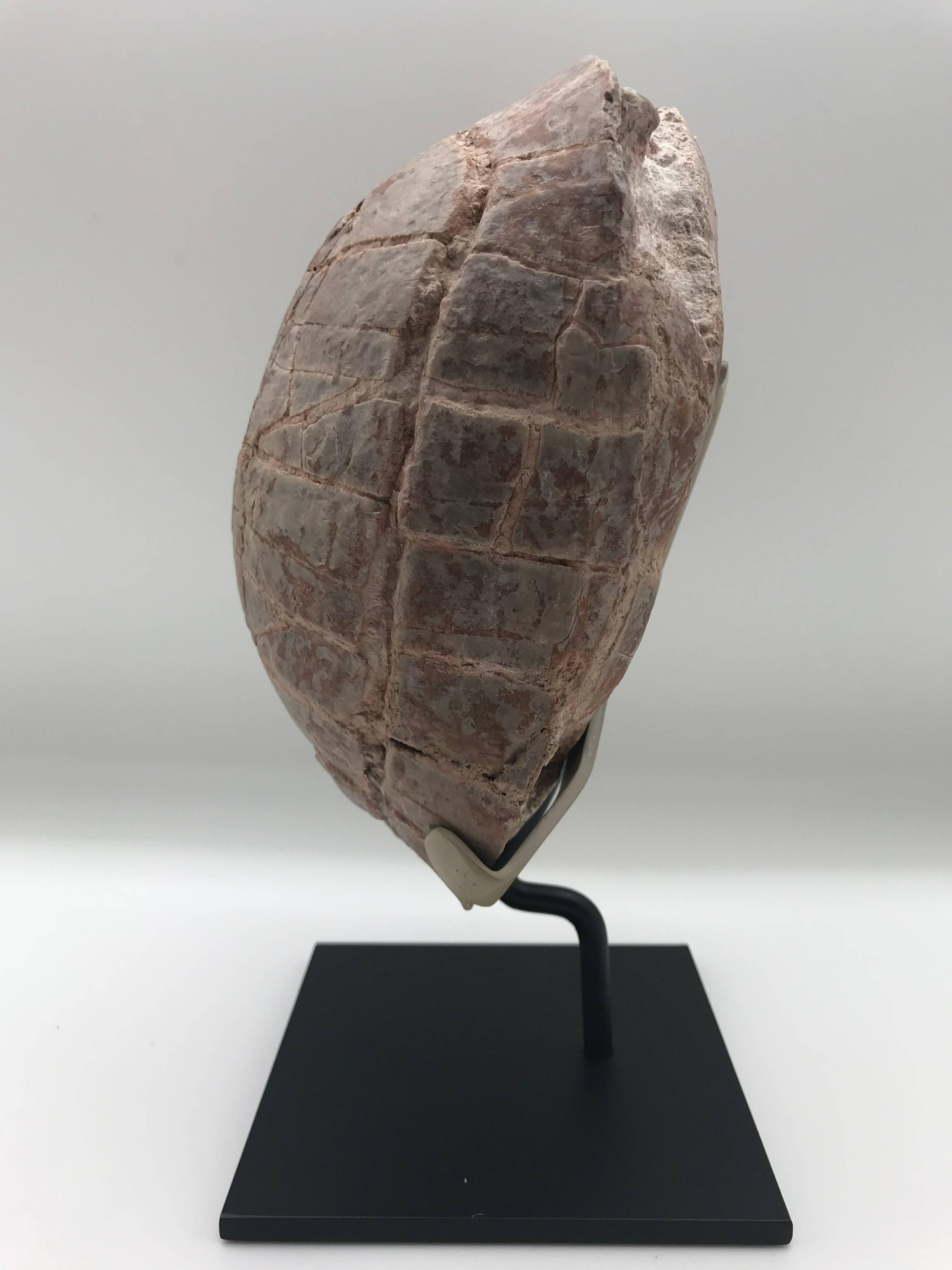 Turtle Fossil Stylemys Species from the Oligocene Era, Discovered in ...