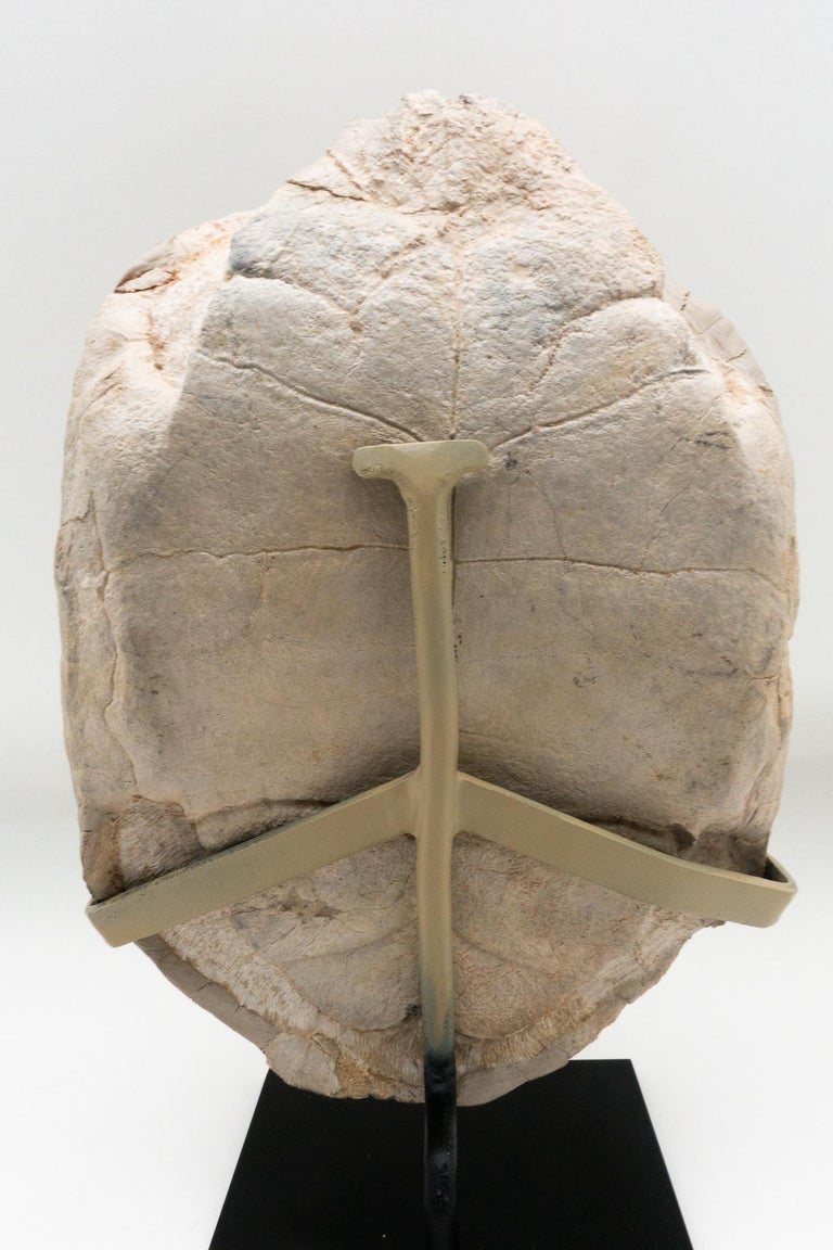 Turtle Fossil Stylemys Species from the Oligocene Era, Discovered in ...