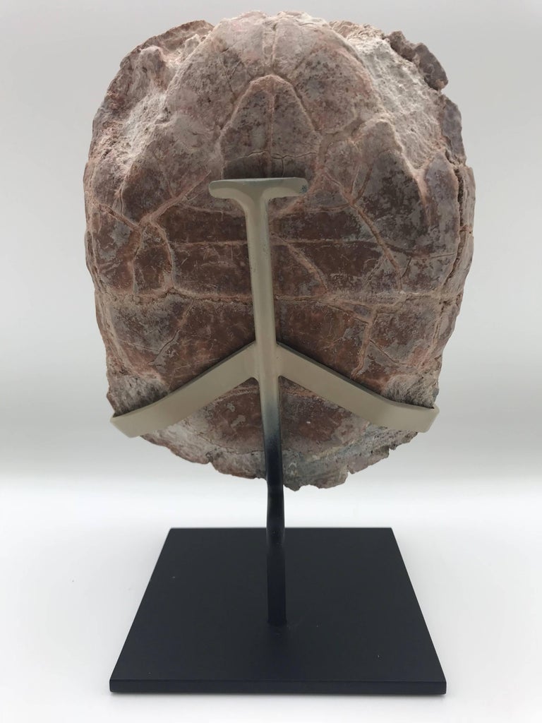 Turtle Fossil Stylemys Species from the Oligocene Era, Discovered in ...