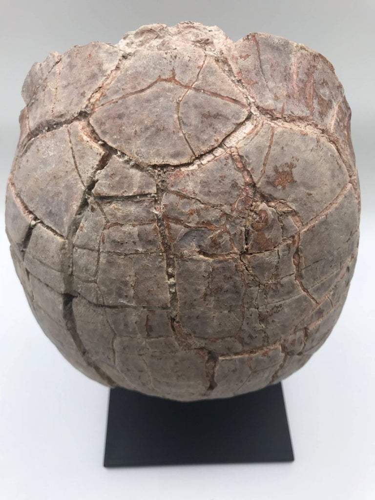 Turtle Fossil Stylemys Species from the Oligocene Era, Discovered in ...