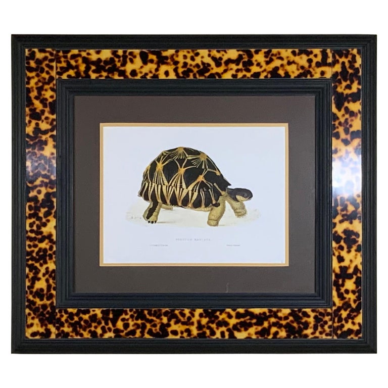 Turtle Shell Lucite Faux Framed Turtle Print at 1stDibs