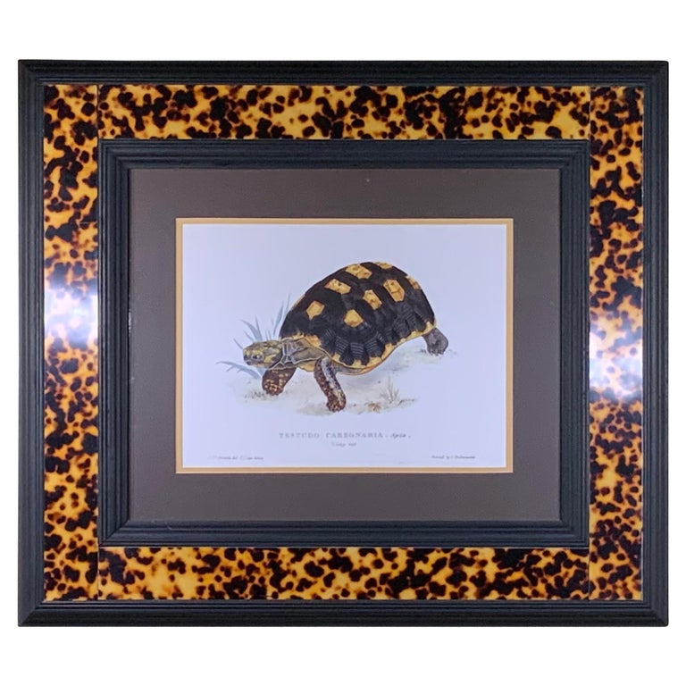 Turtle Shell Lucite Faux Framed Turtle Print at 1stDibs