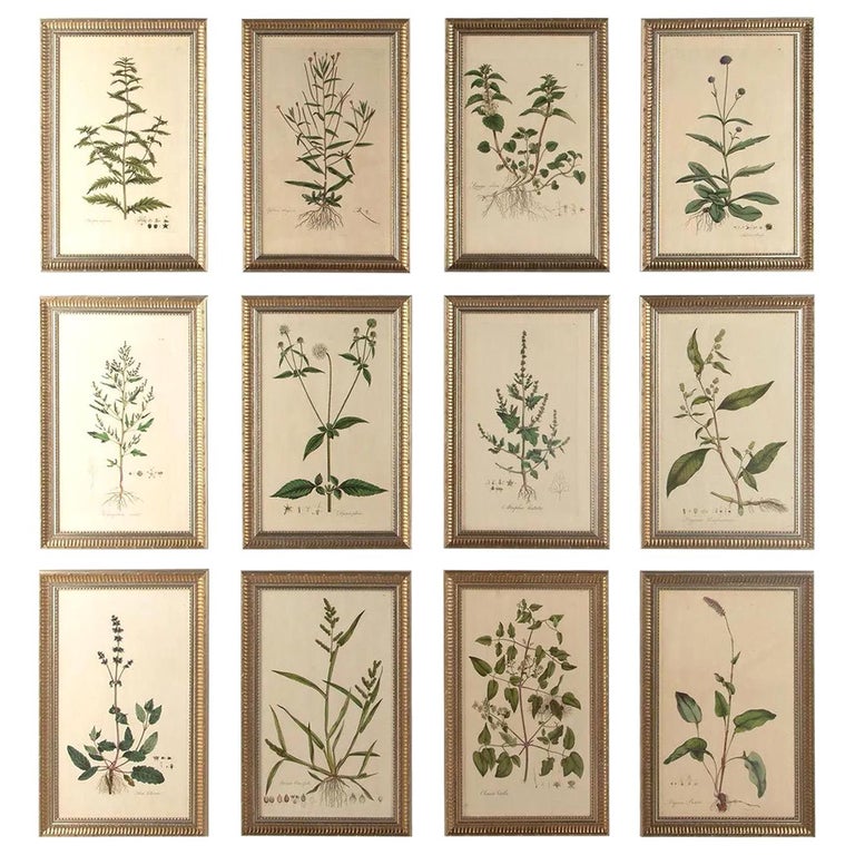 Twelve 18th Century Botanical Engravings by Curtis at 1stDibs
