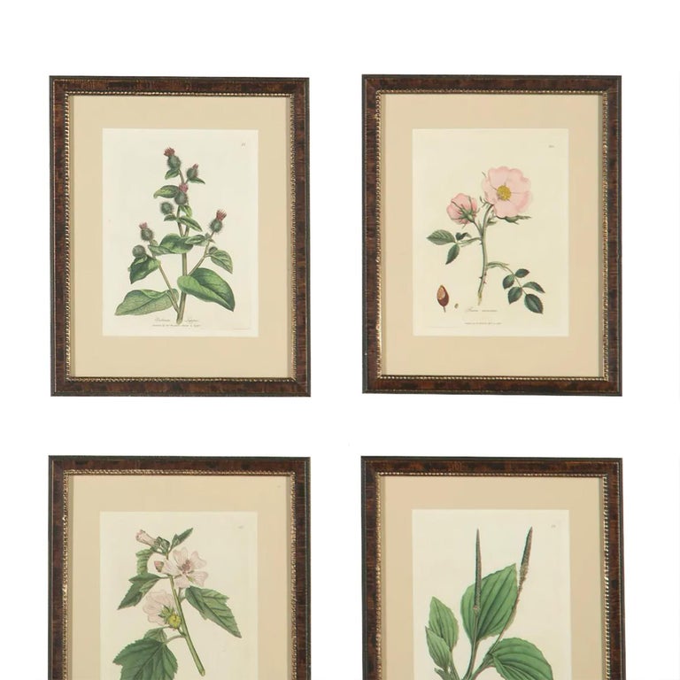 Twelve 18th Century Botanical Prints by Woodville at 1stDibs