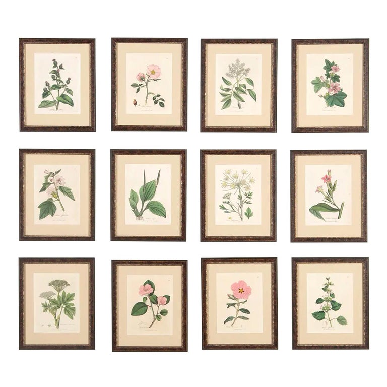 Twelve 18th Century Botanical Prints by Woodville at 1stDibs