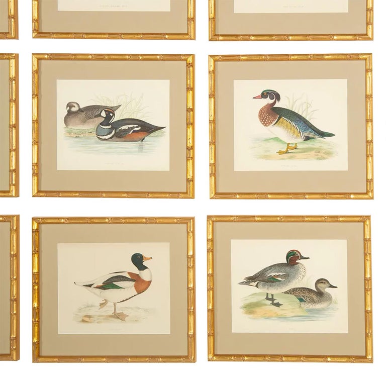 Twelve Hand Colored Woodblock Duck Engravings at 1stDibs