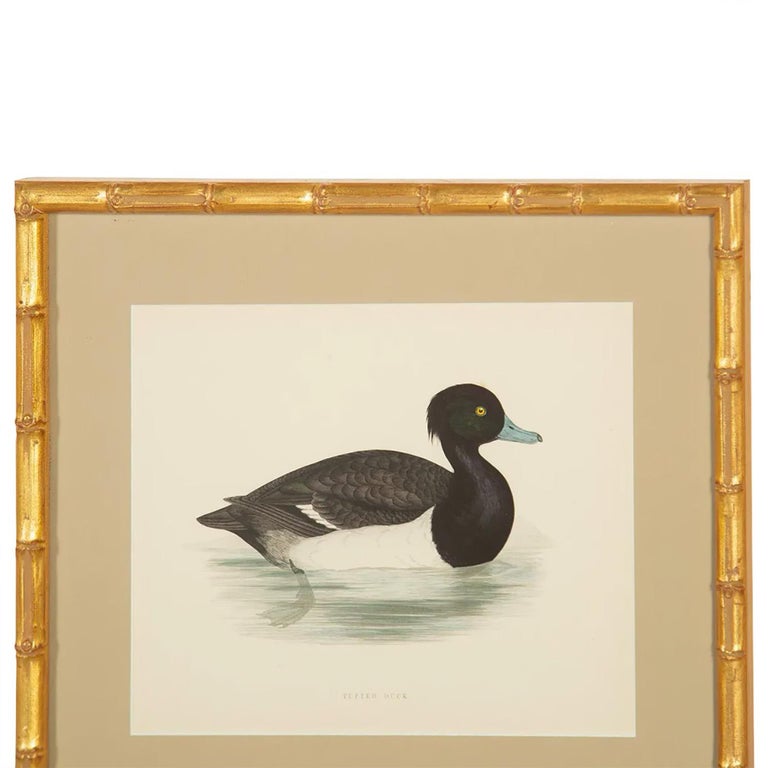 Twelve Hand Colored Woodblock Duck Engravings at 1stDibs