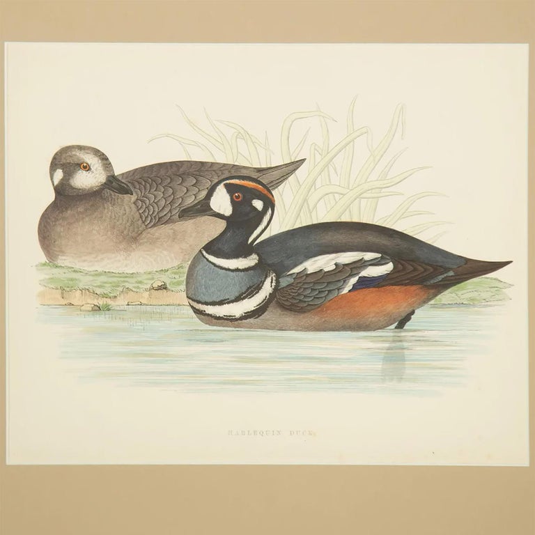 Twelve Hand Colored Woodblock Duck Engravings at 1stDibs