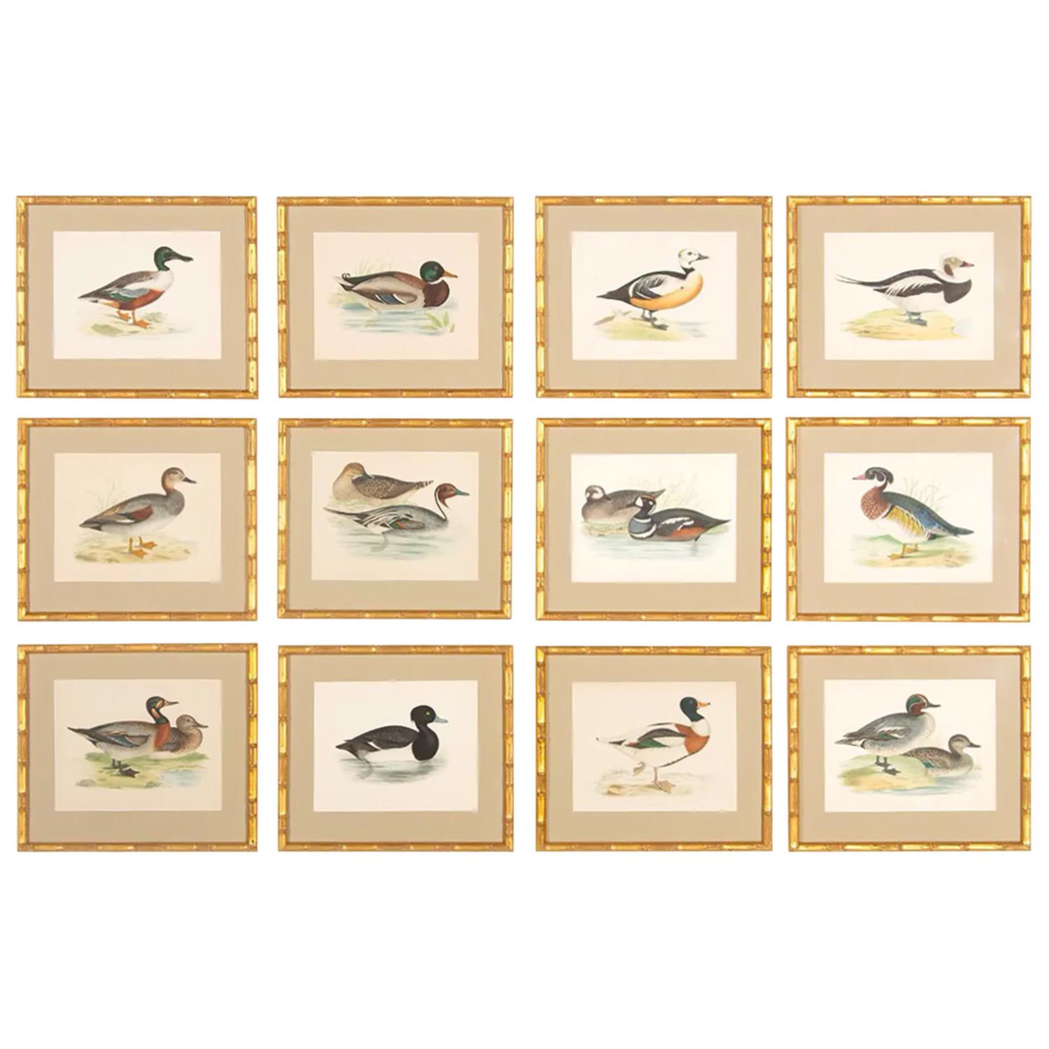 Twelve Hand Colored Woodblock Duck Engravings at 1stDibs