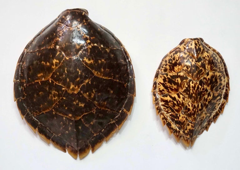 Two 19th Century Hawksbill Turtle Carapaces or Shells For Sale at 1stDibs