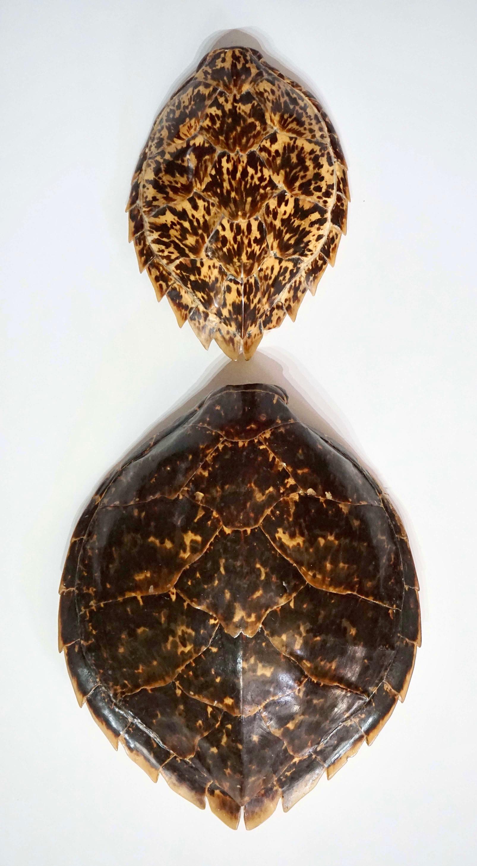 Two 19th Century Hawksbill Turtle Carapaces or Shells For Sale at 1stDibs