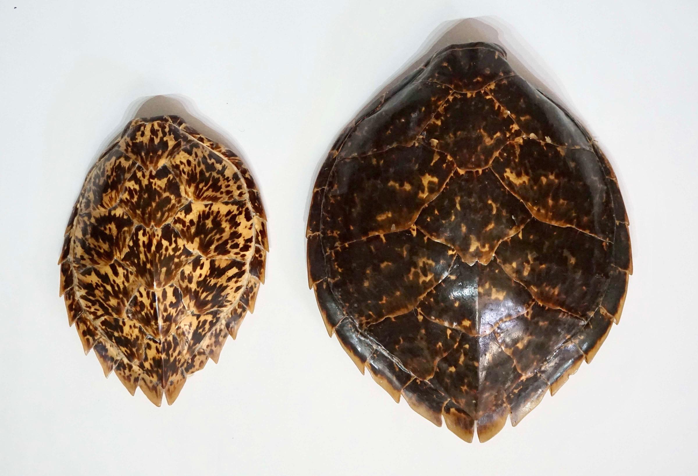 Two 19th Century Hawksbill Turtle Carapaces or Shells For Sale at 1stDibs
