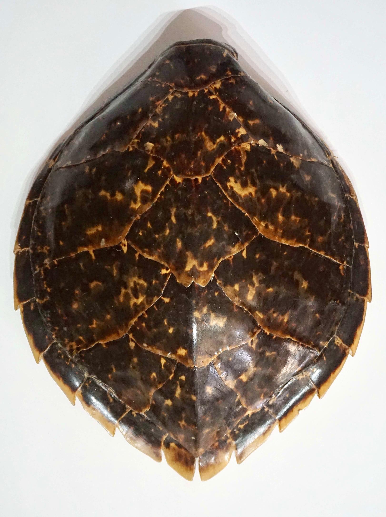 Two 19th Century Hawksbill Turtle Carapaces or Shells For Sale at 1stDibs