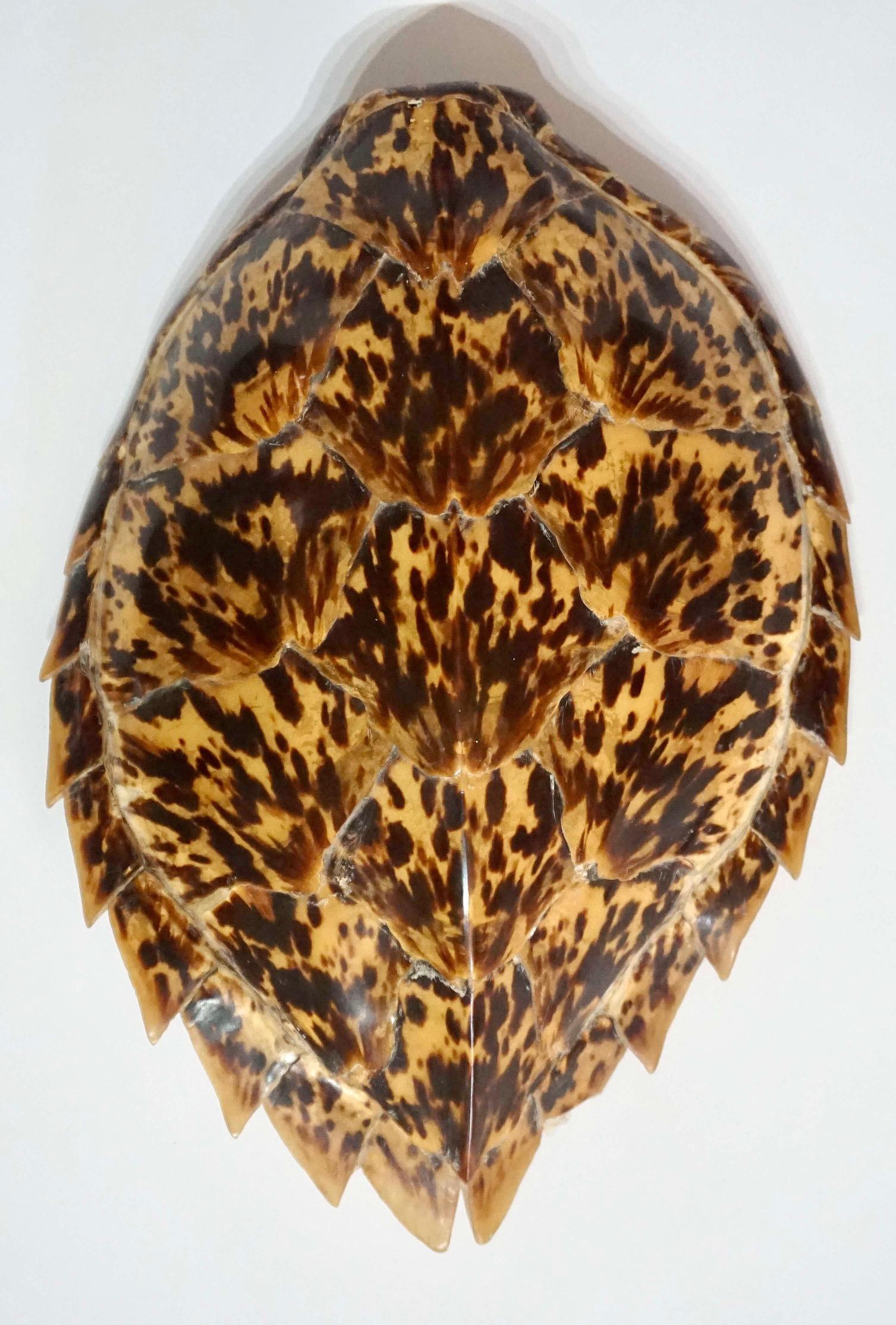 Two 19th Century Hawksbill Turtle Carapaces or Shells For Sale at 1stDibs
