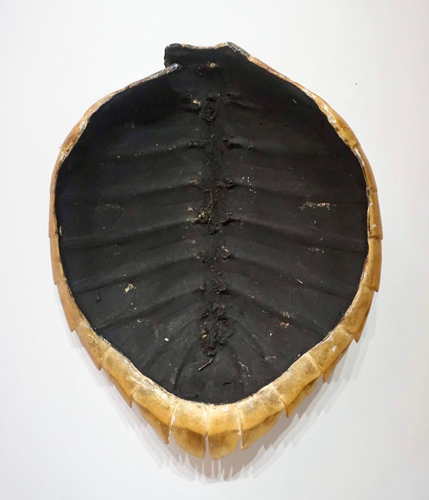 Two 19th Century Hawksbill Turtle Carapaces or Shells For Sale at 1stDibs
