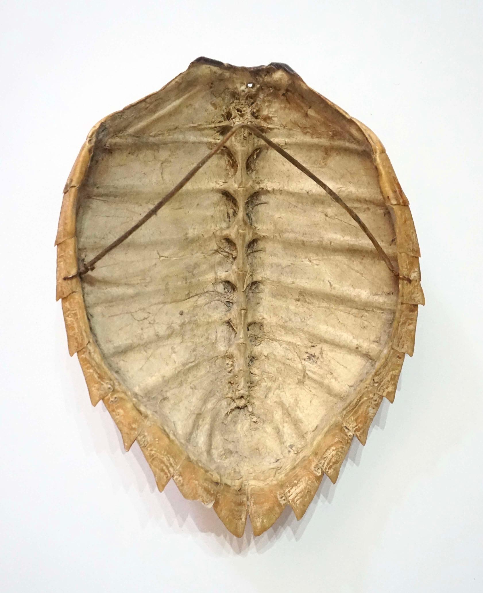 Two 19th Century Hawksbill Turtle Carapaces or Shells For Sale at 1stDibs