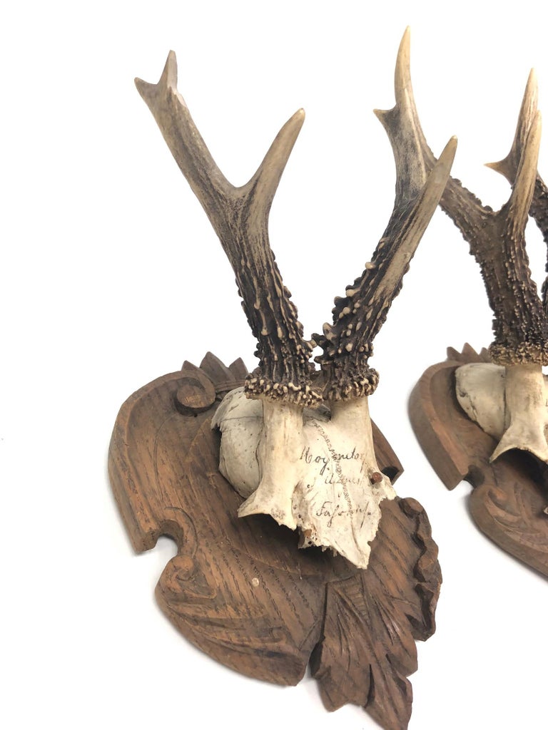 Two Antique Black Forest Deer Antler Trophies, Wood Carved Plaque ...