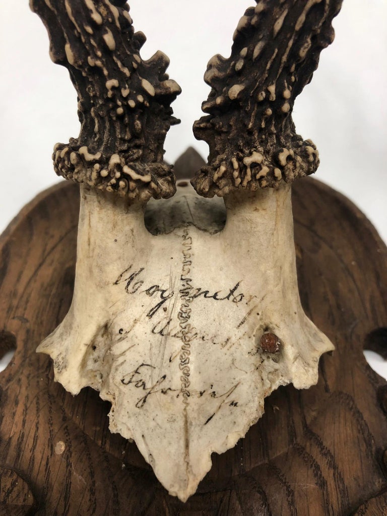 Two Antique Black Forest Deer Antler Trophies, Wood Carved Plaque ...