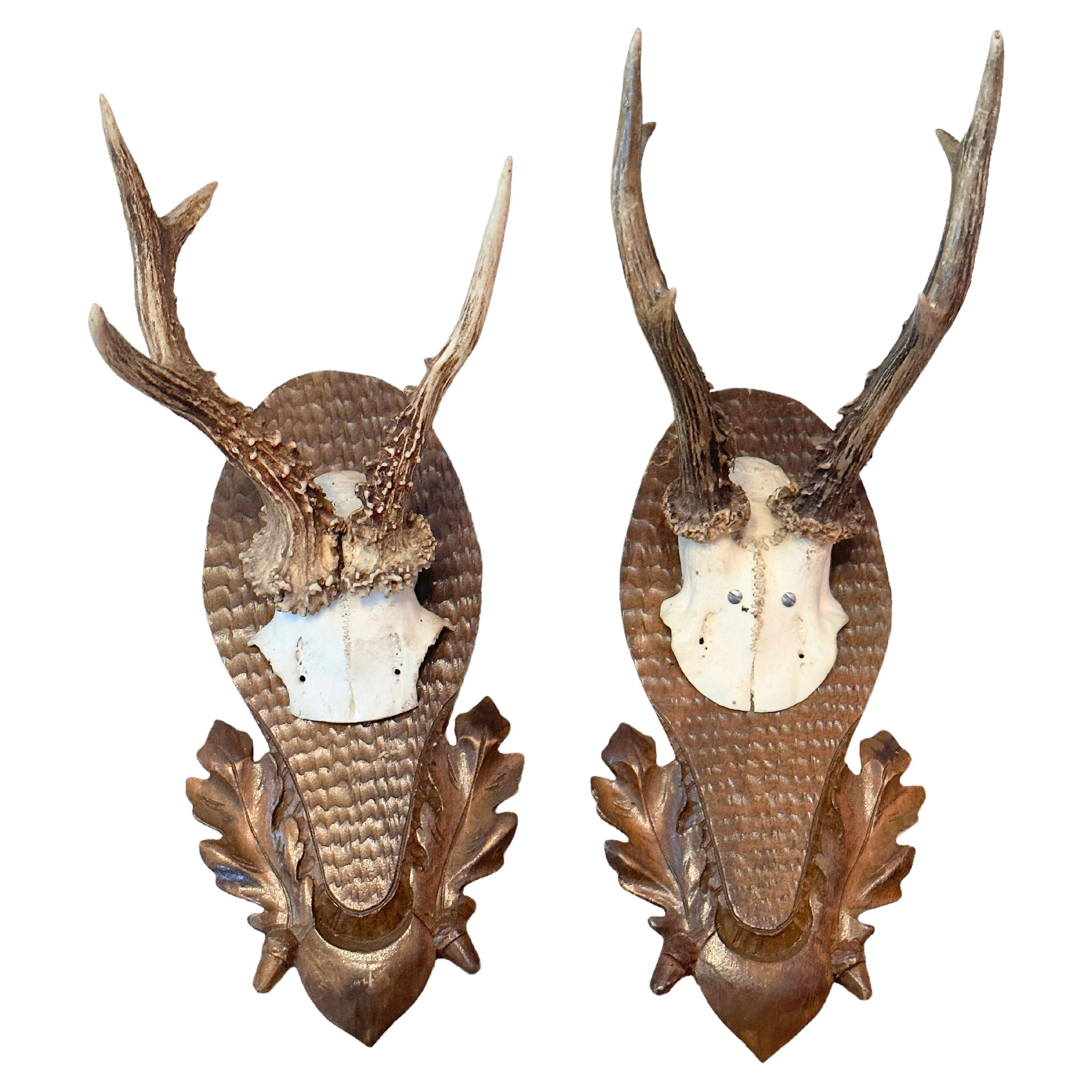 Vintage Antler Mount - 95 For Sale on 1stDibs