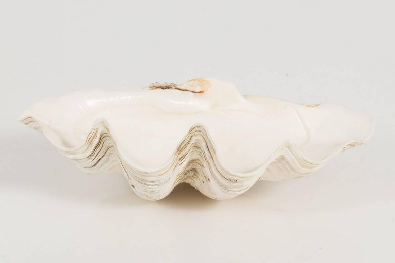 Two Large Compatible Clam Shells at 1stDibs