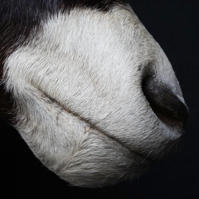 Two Large Vintage African Oryx Shoulder Mounts at 1stDibs | oryx mounts ...