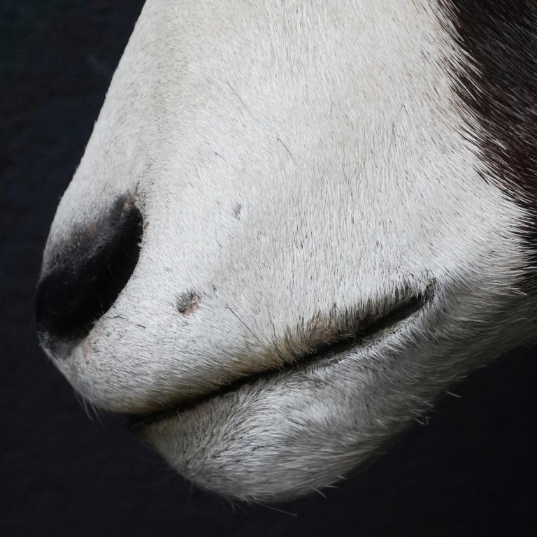 Two Large Vintage African Oryx Shoulder Mounts at 1stDibs